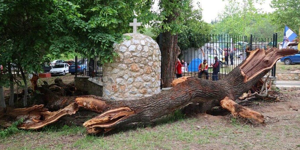 Miraculous “bleeding” tree collapses in Greece / OrthoChristian.Com