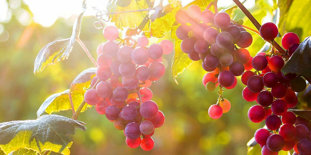 God’s Vineyard / OrthoChristian.Com